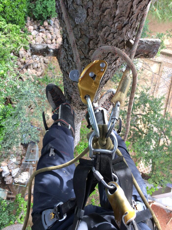 Κοπή και περιποίηση ψηλών δέντρων - Tall Τrees