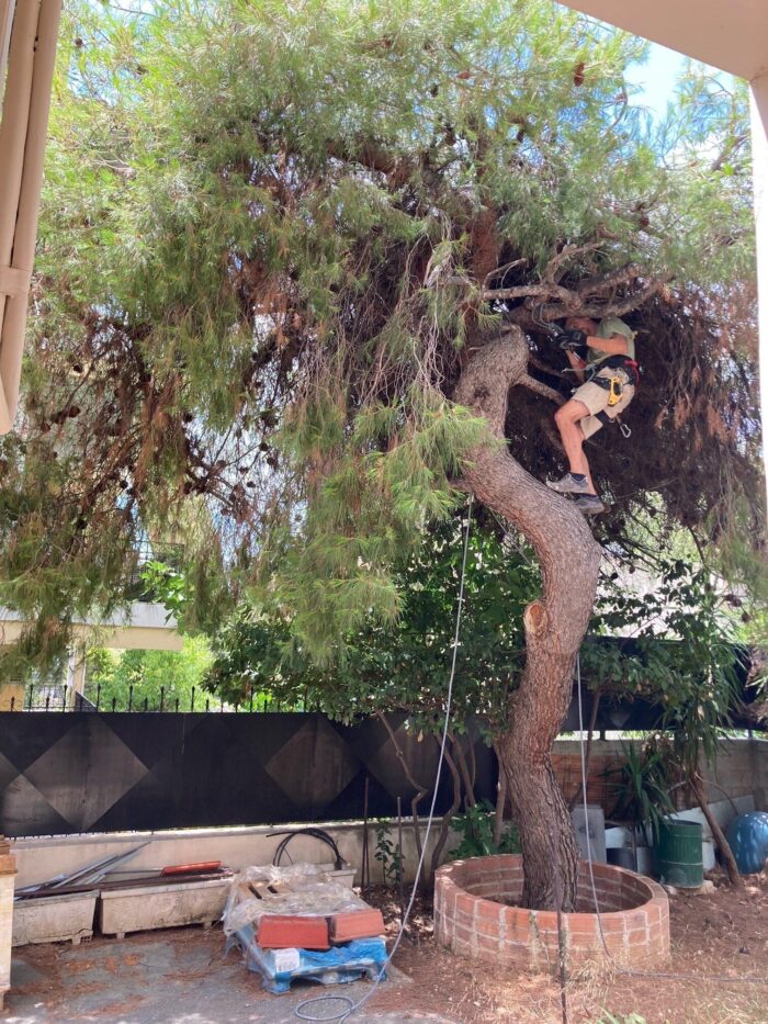Κοπή και περιποίηση ψηλών δέντρων - Tall Τrees