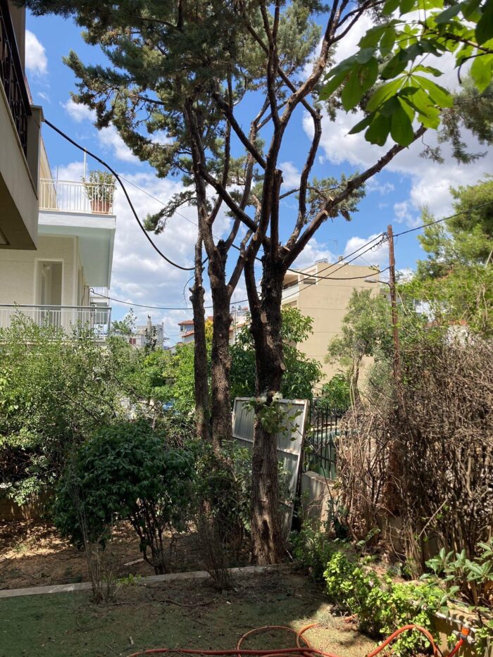 Κοπή και περιποίηση ψηλών δέντρων - Tall Τrees