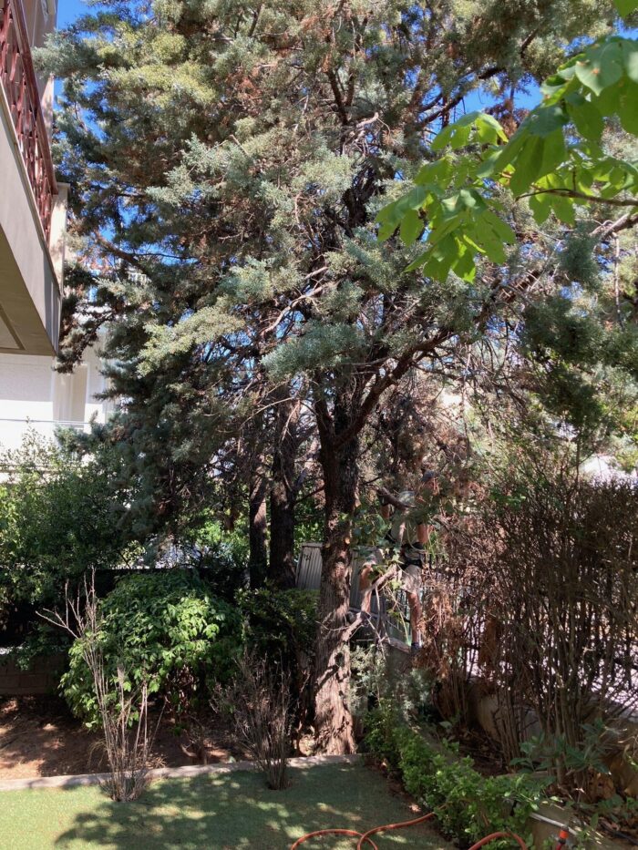 Κοπή και περιποίηση ψηλών δέντρων - Tall Τrees