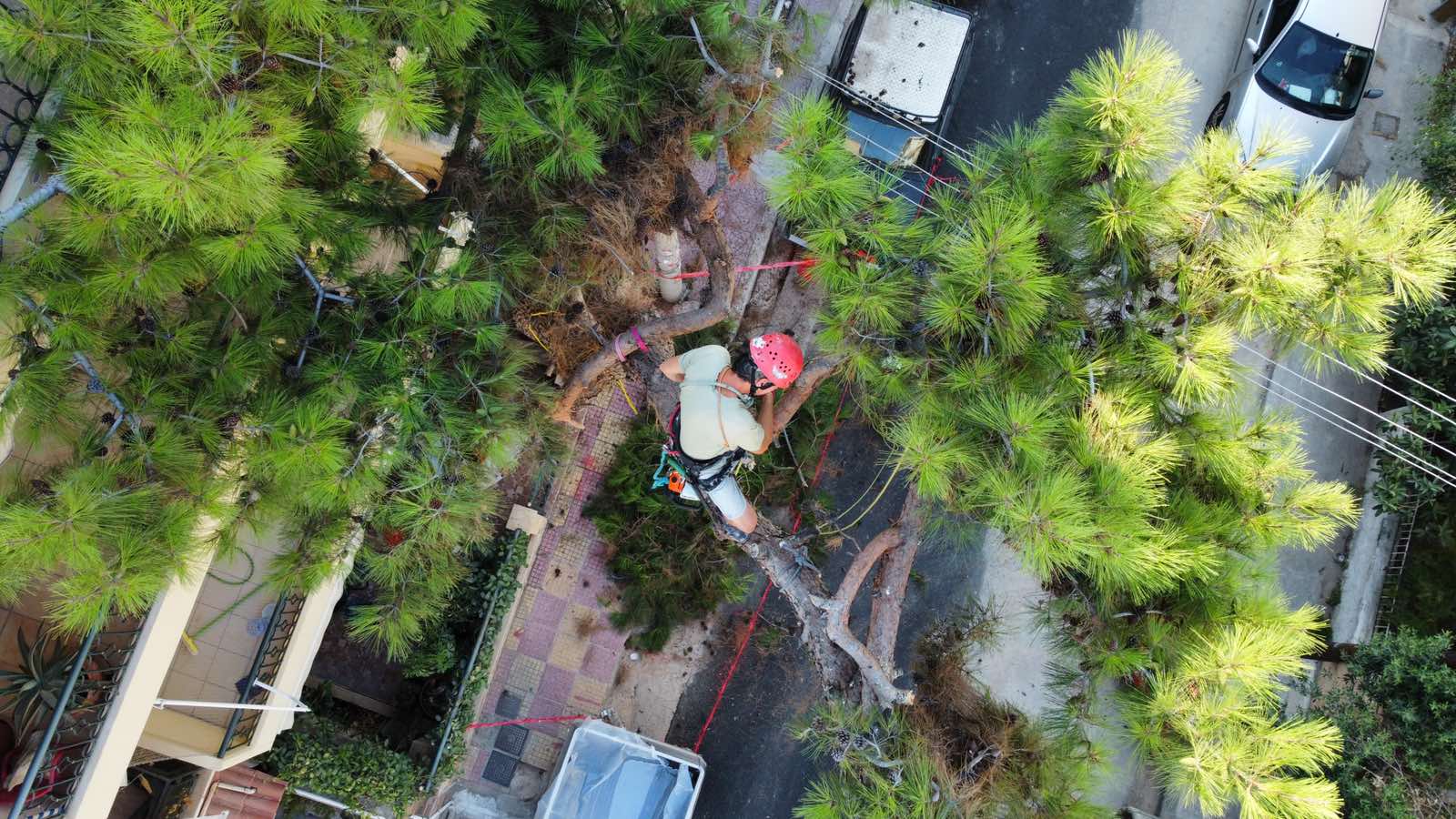 Κοπή ψηλού δέντρου - άδειες και κόστος - Tall Τrees